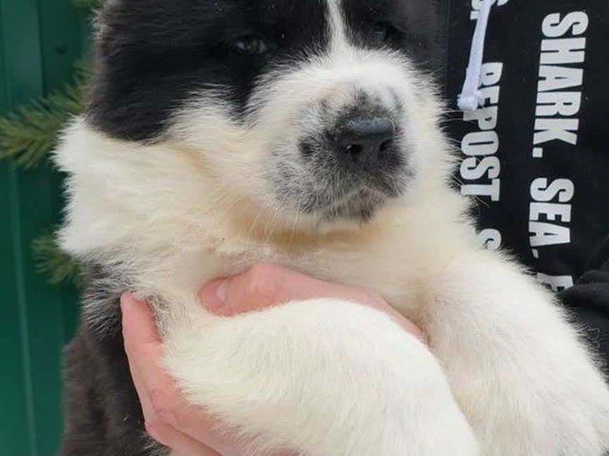 Щенок сао среднеазиатская овчарка алабай