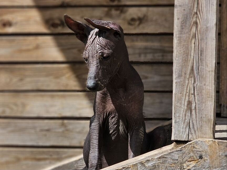 Девочка Ксолоитцкуинтли