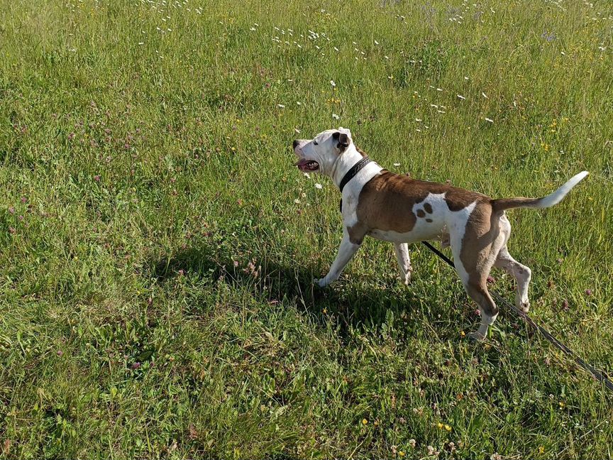 Вязка стаффордширский терьер