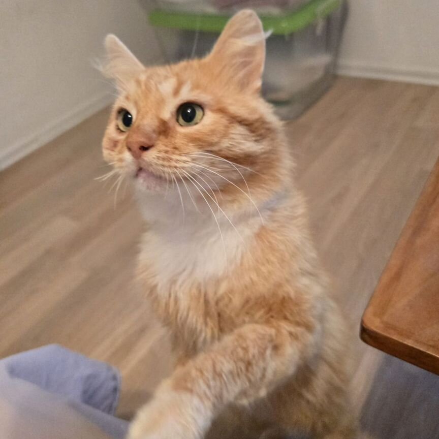 Рыжий взрослый кот одним котиком в семью