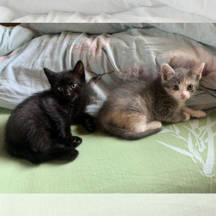 Котята отдам в добрые руки бесплатно