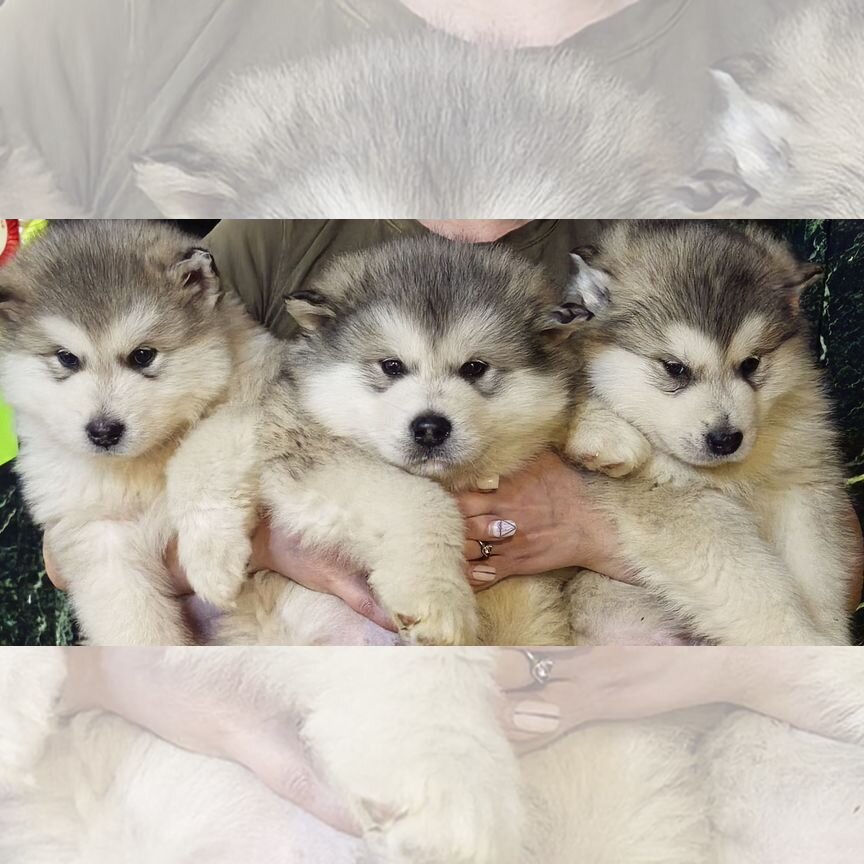 Аляскинский маламут, щенок