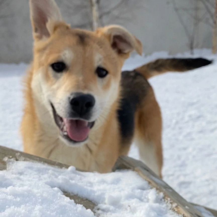 Собака в добрые руки