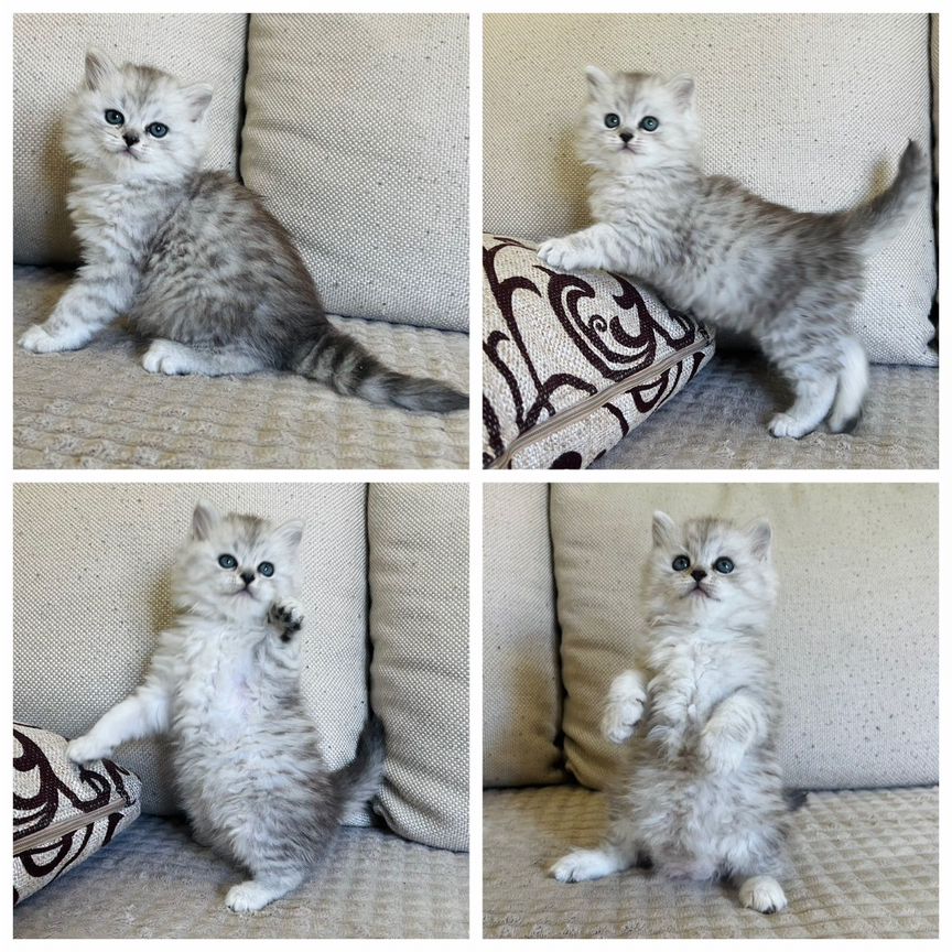 Шотландские вислоухие и прямоухие котята