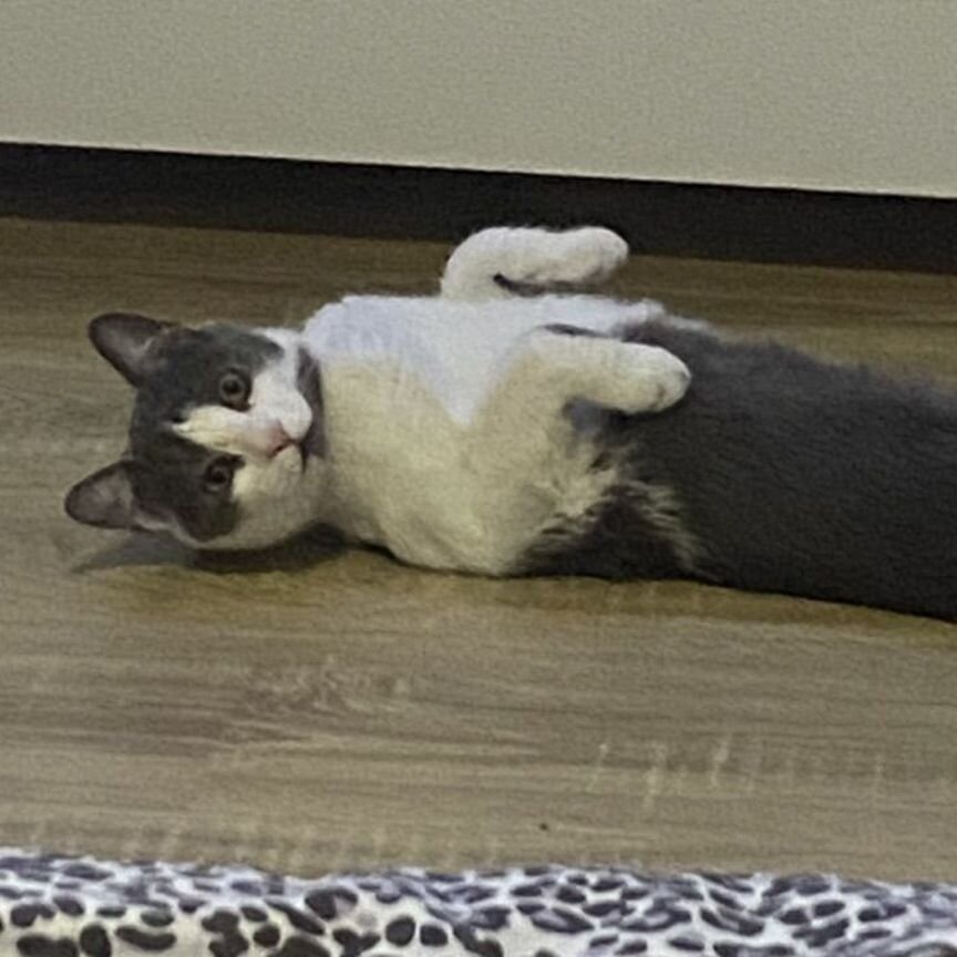 Котята в добрые руки бесплатно мальчик