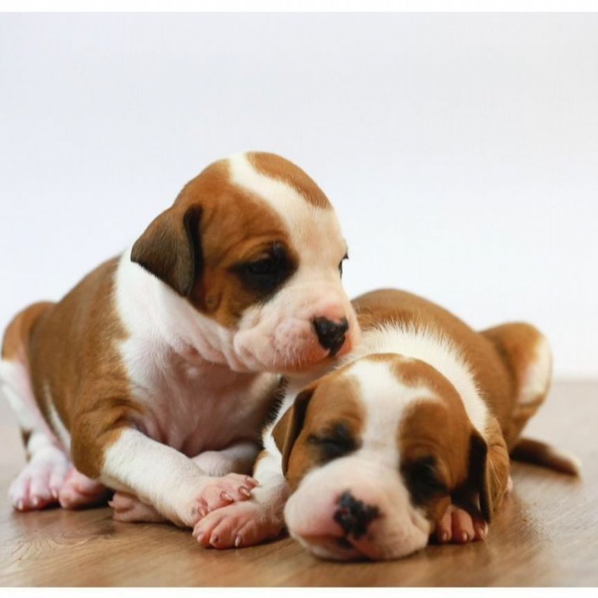 Американский стаффордширский терьер