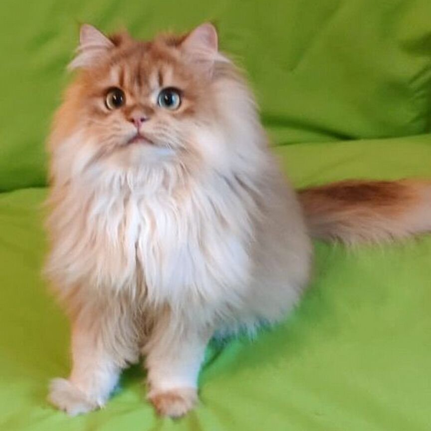 Длинношерстный золотой котик