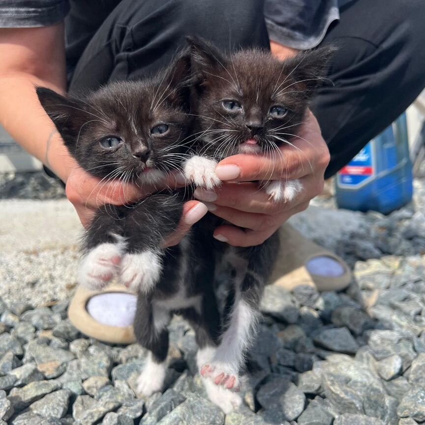 Котята в добрые руки приучены к лотку