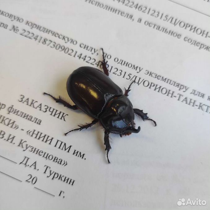 Жук носорог