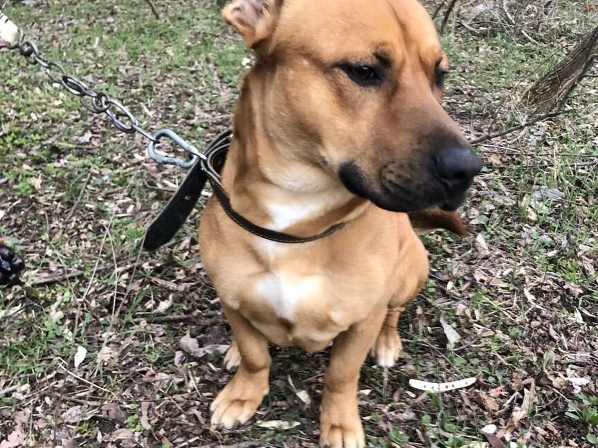 Питбуль помесь