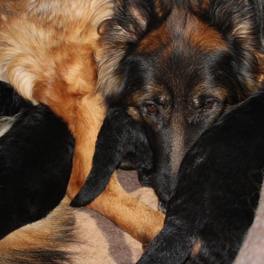 Немецкая овчарка щенки