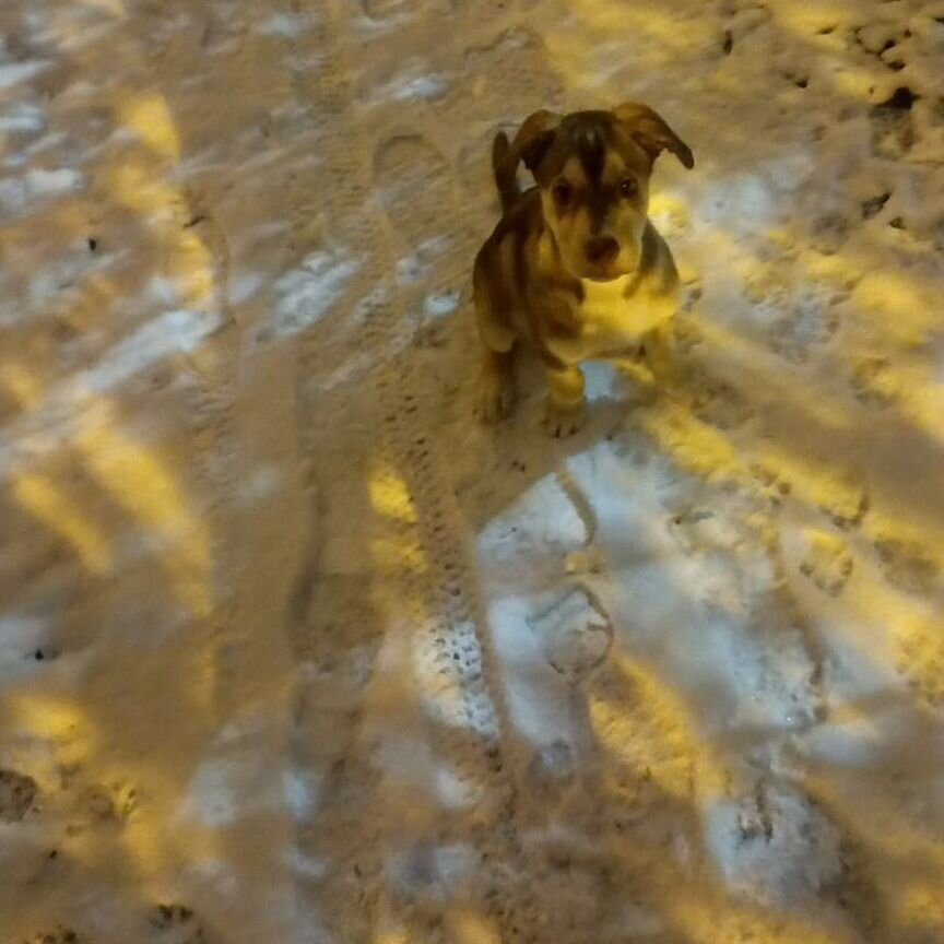 Лабрадор-ретривер, щенок