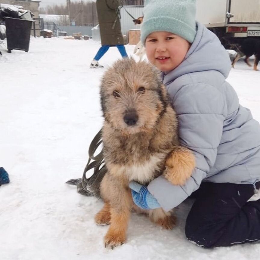 Славный бородач, в поисках дома