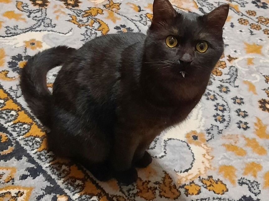 Кот Кебаб