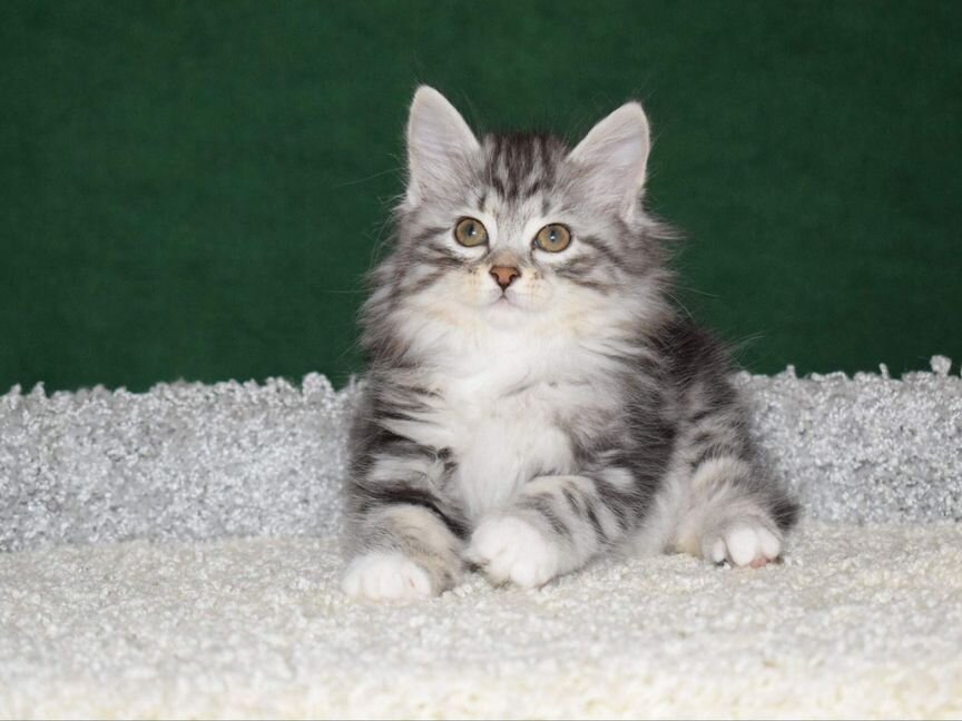 Котята рысята