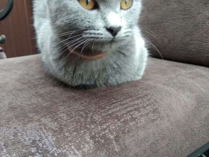 Милая красивая кошка ищет дом