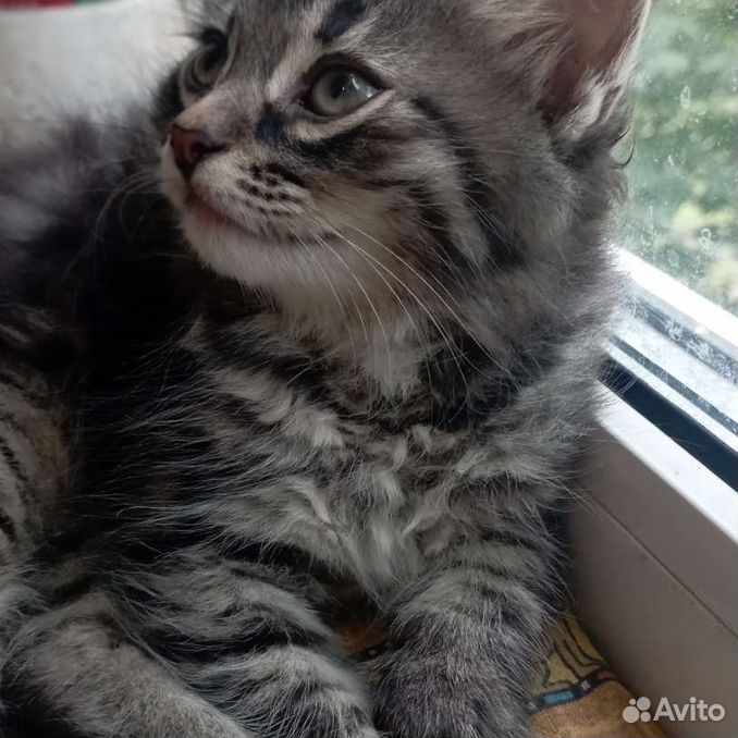 Котенок Пухляш в добрые руки