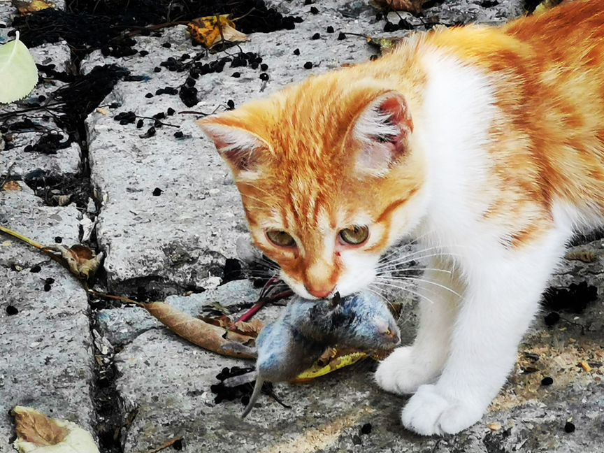 Котик котёнок в дар охотник мышелов