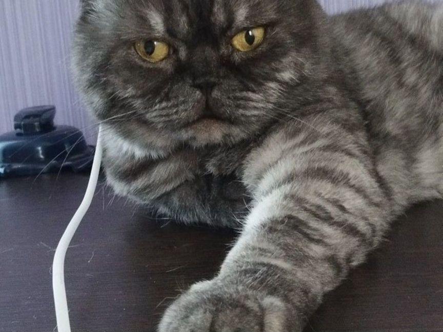 Шотландский вислоухий вязка