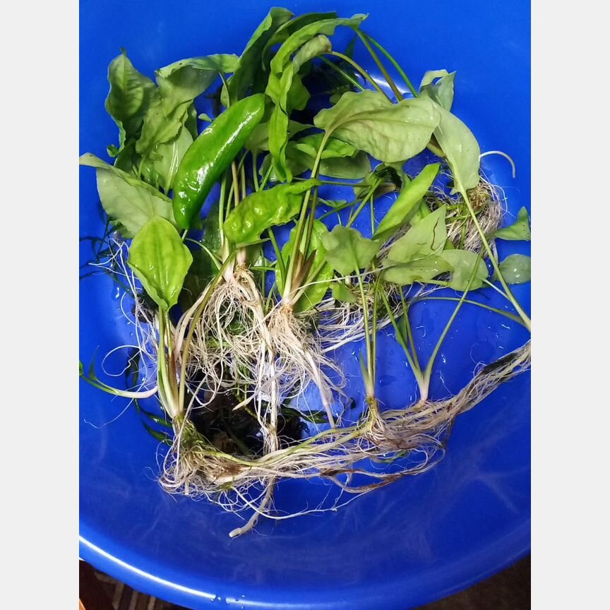 Аквариумное растение