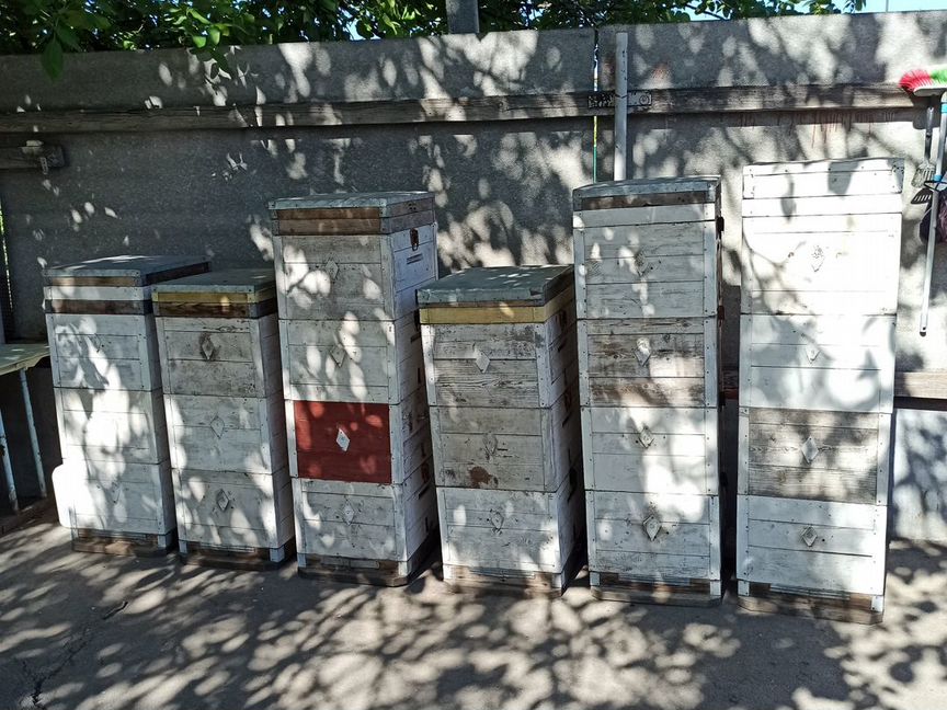 Продаю улья дадан 3 корпуса по 10 рамок