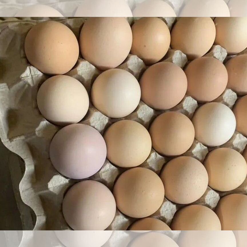Продам инкубационное яйцо бройлера