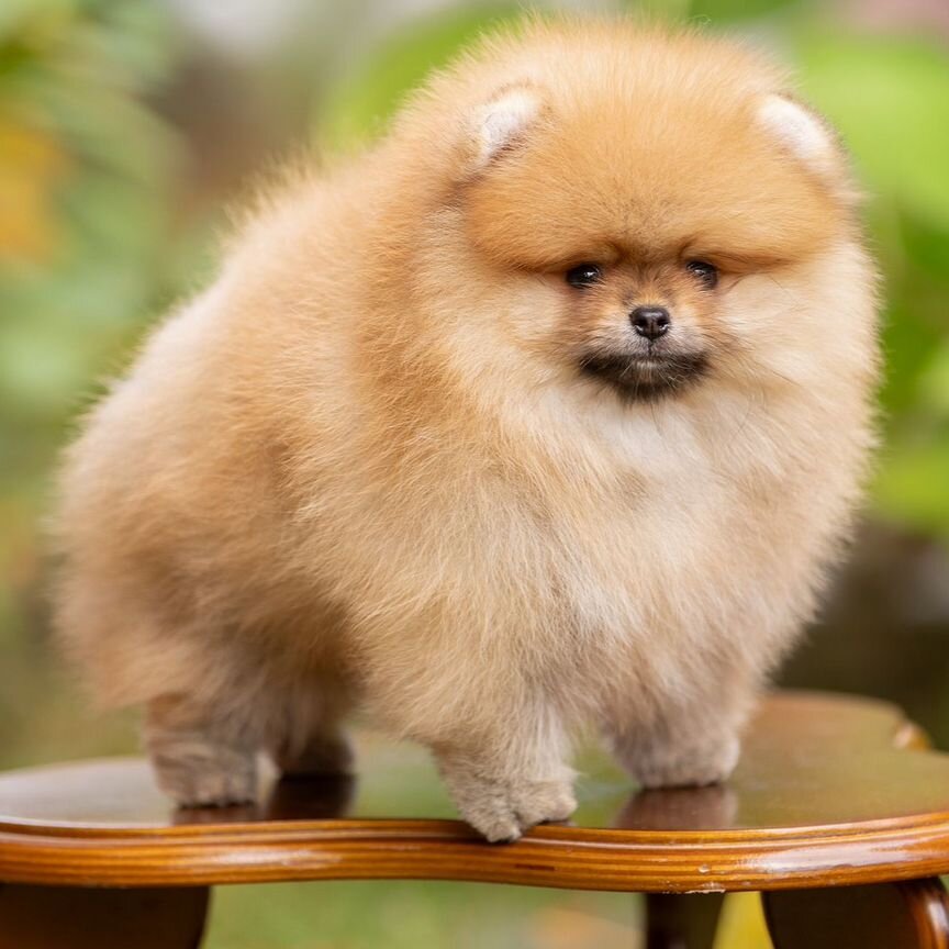 Померанский шпиц, щенок