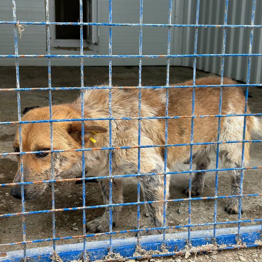 Фенотип корги погибает в гос.приюте
