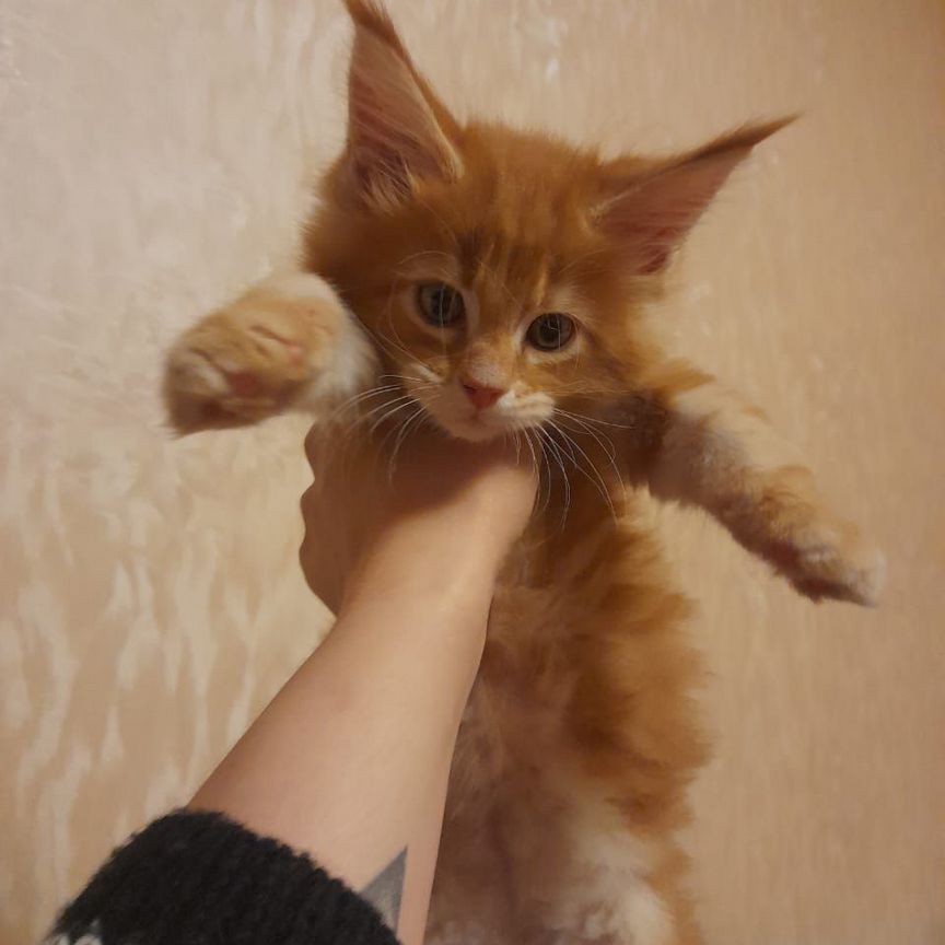 Мейн-кун котёнок