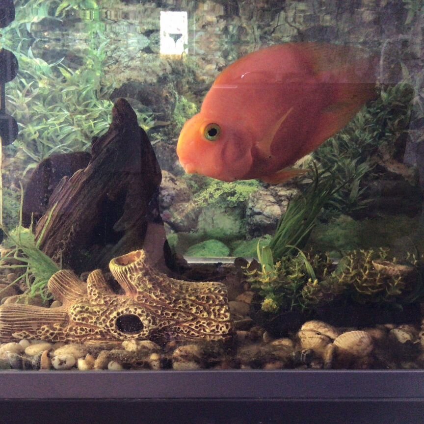 Рыбка клоун