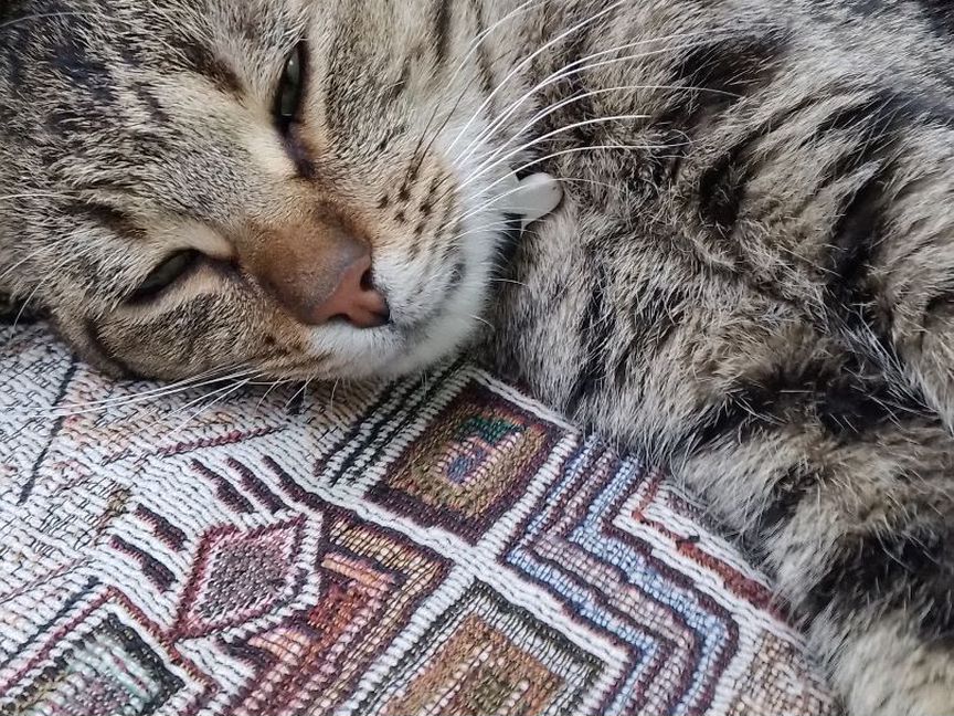Чей кот