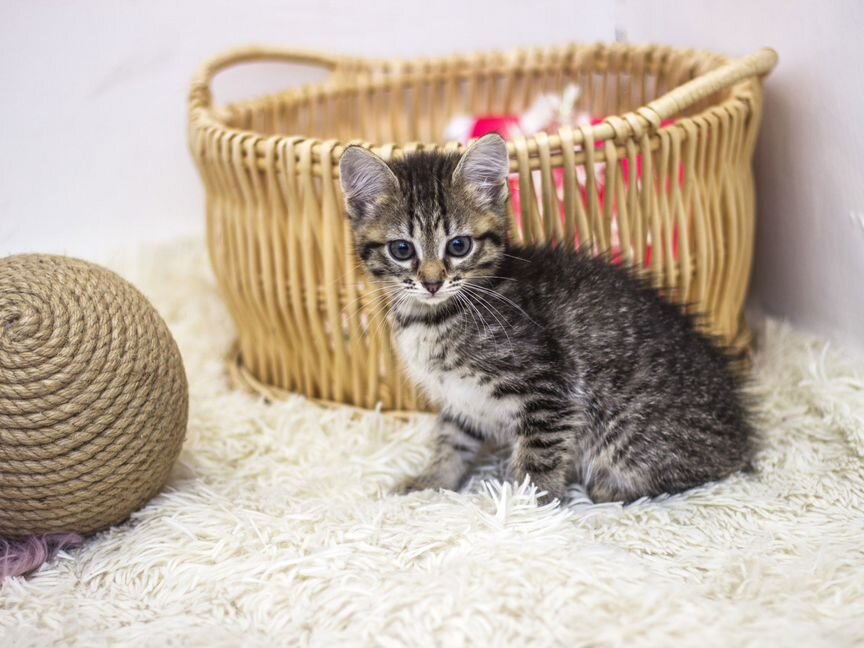 В поисках дома котята