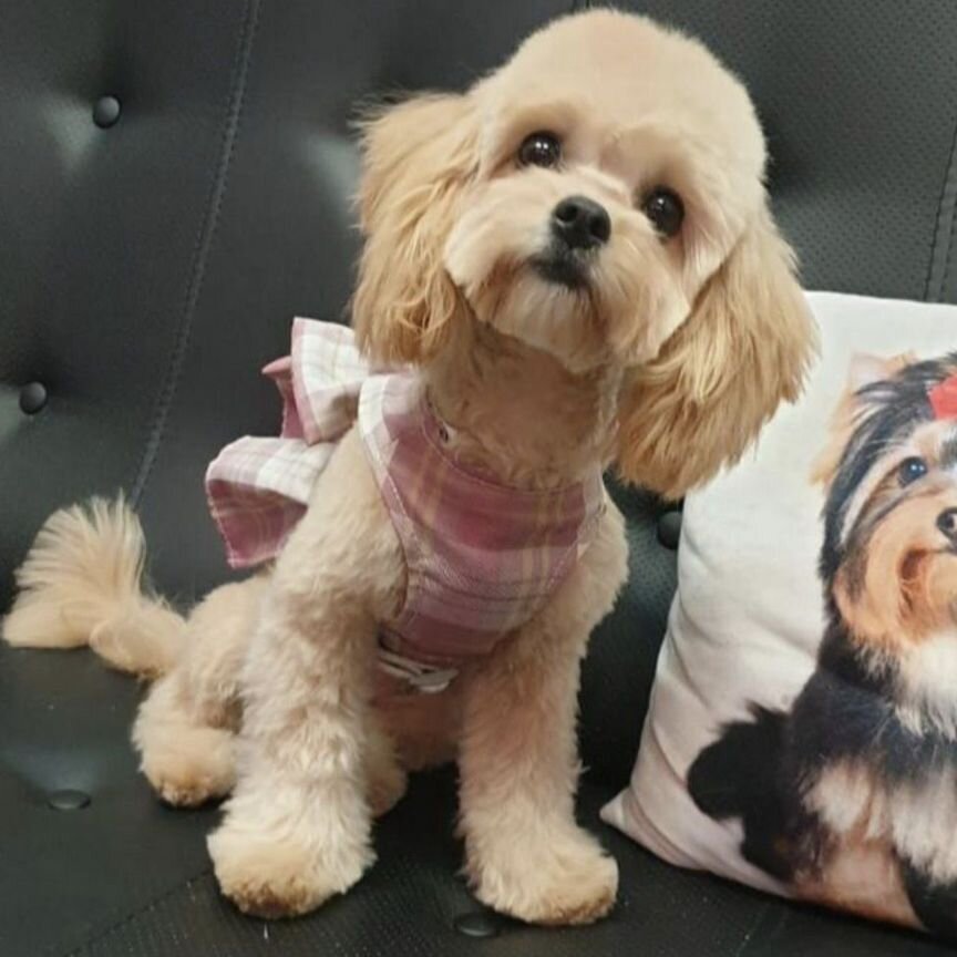 Мальтипу, щенок