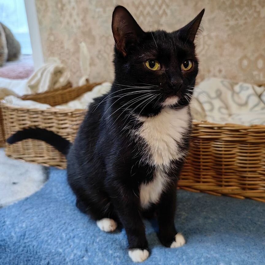 Кошка бесплатно в добрые руки