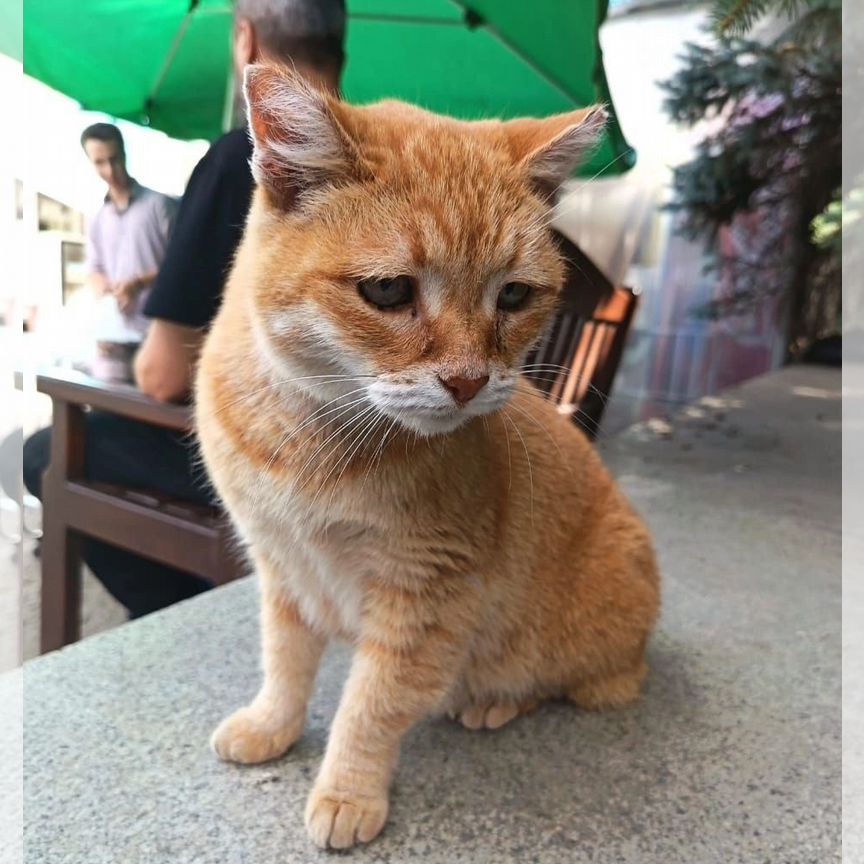 Рыжая кошечка