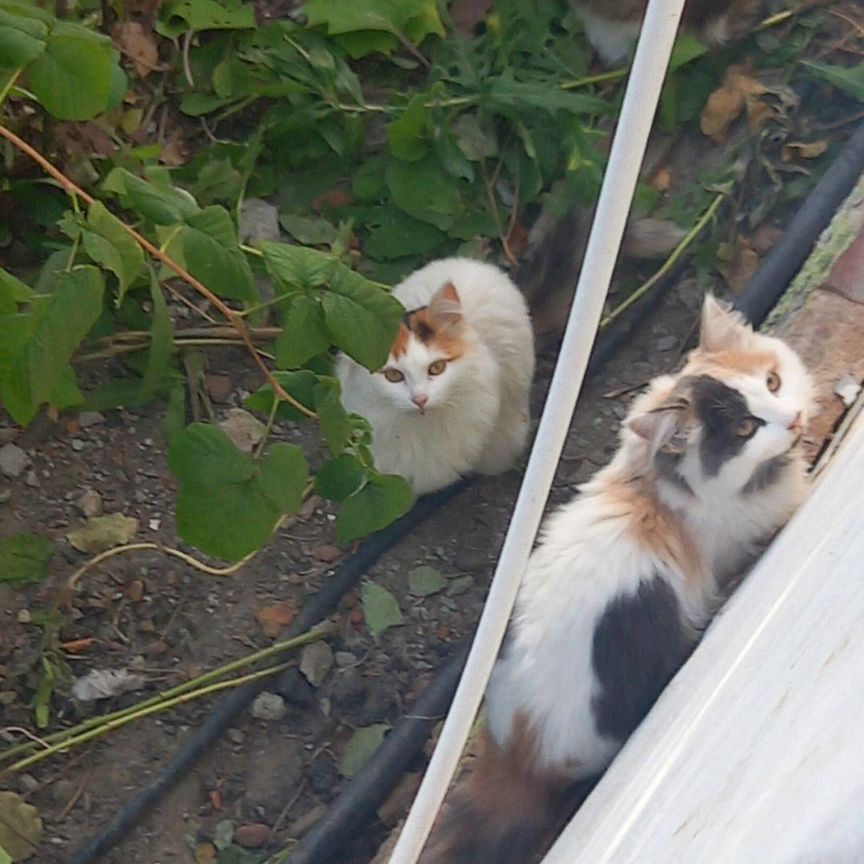 Кошки