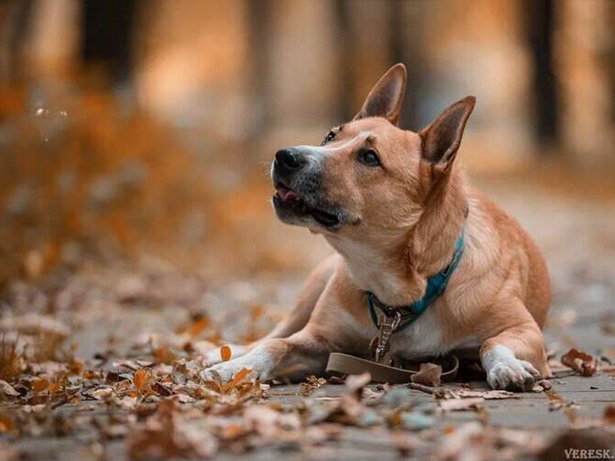 Собака в добрые руки