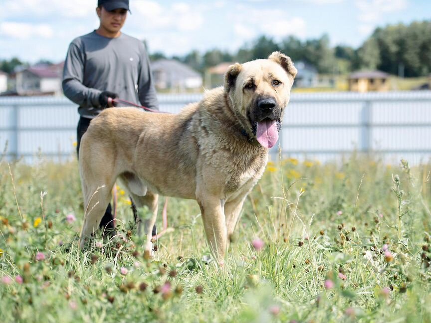Алабай из приюта бесплатно в добрые руки