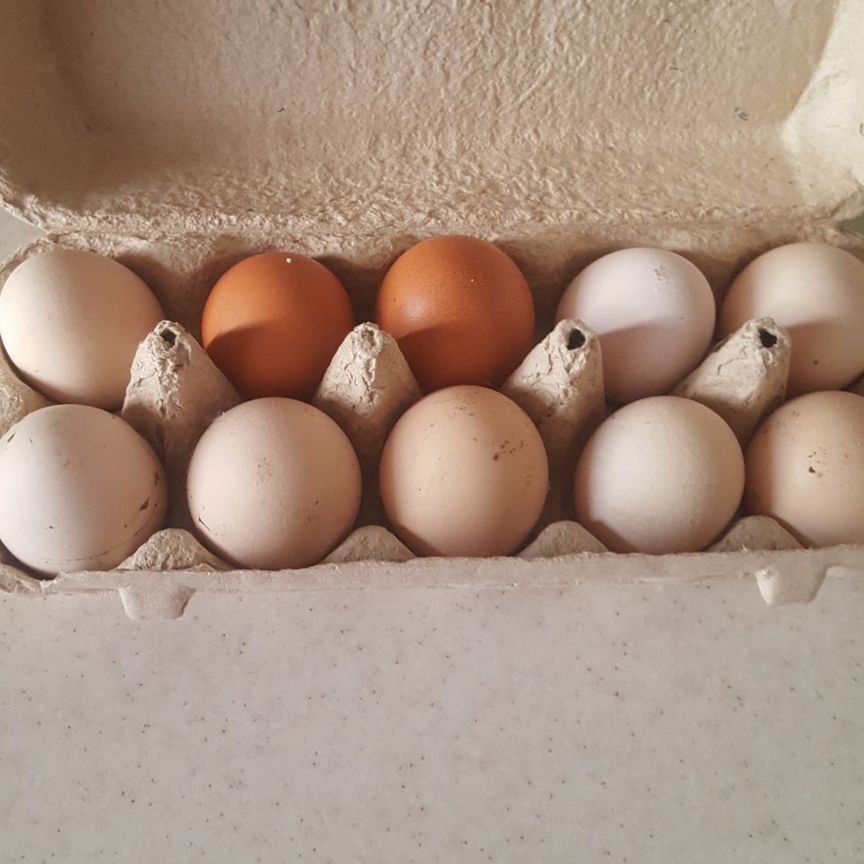 Домашние куриные яйца