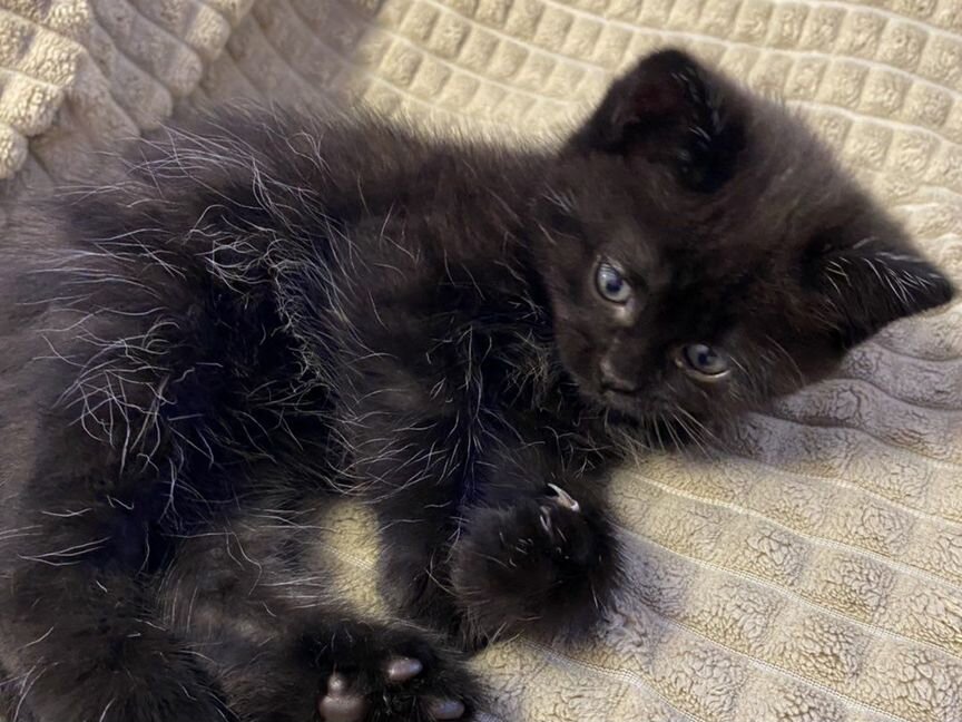 Котята бесплатно