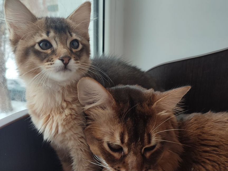 Сомалийский котёнок девочка