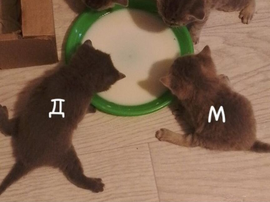 Продам котят