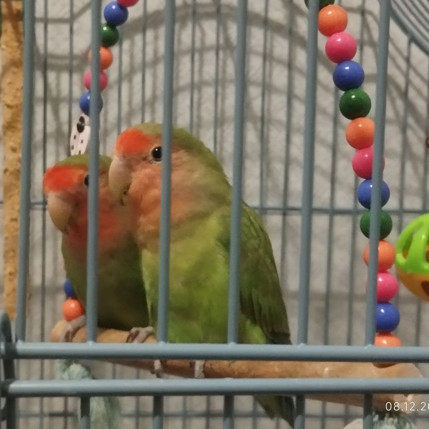 Попугай неразлучник