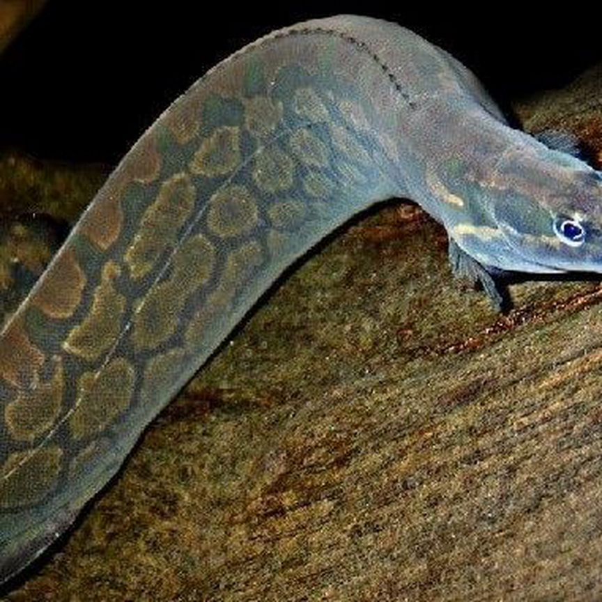 Наличии 1 макрогнатус и 4 мастацембелуса