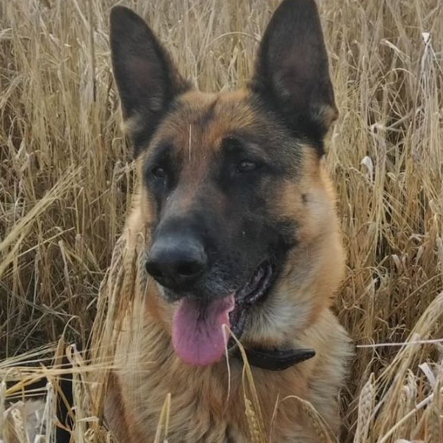 Немецкая овчарка, щенок