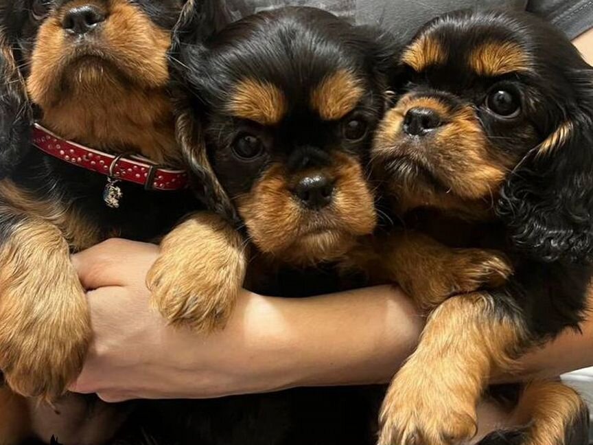 Кавалер Кинг Чарльз спаниель. Девочки и мальчик