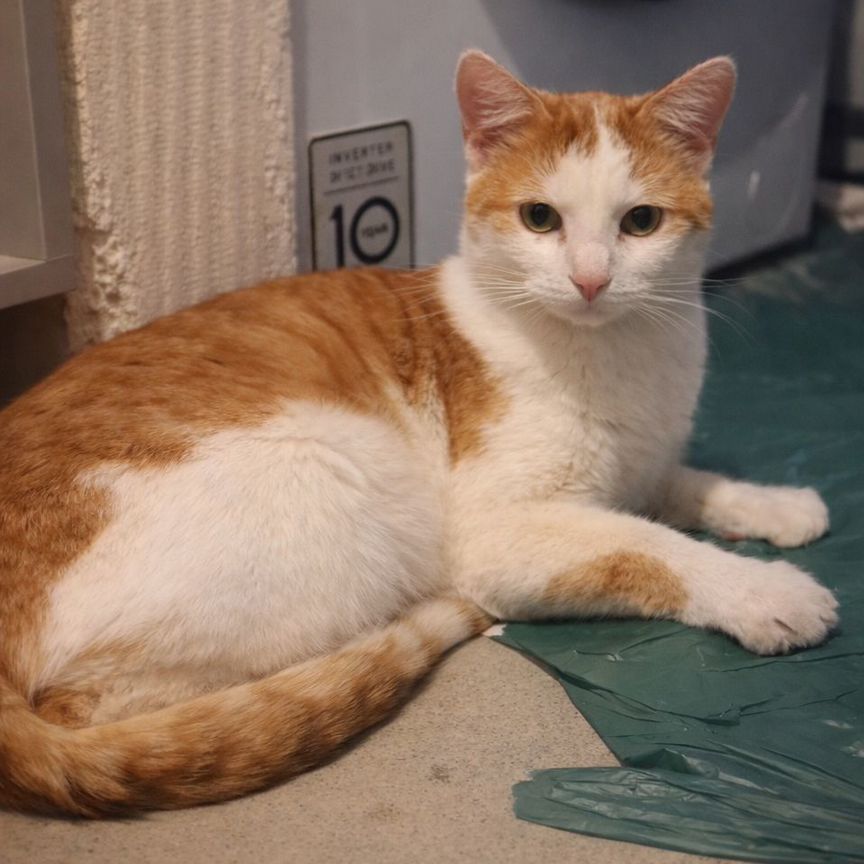 Взрослая кошка в добрые руки