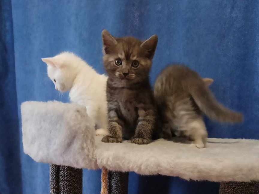 Котята в добрые руки