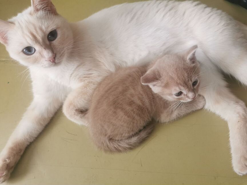 Кошки