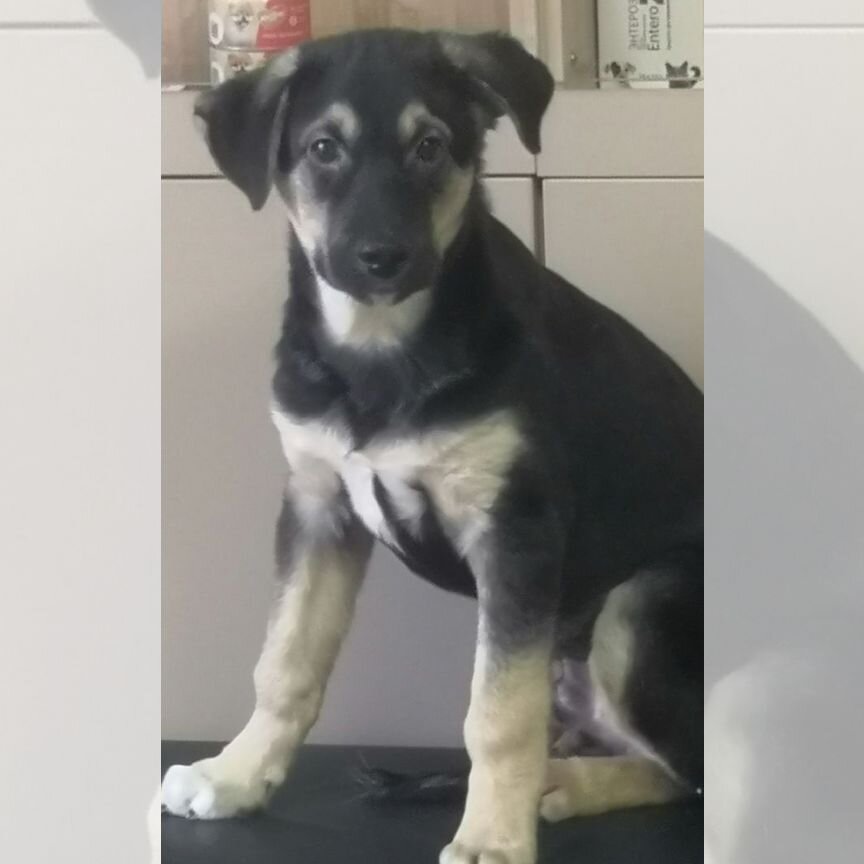 Щенок в добрые руки